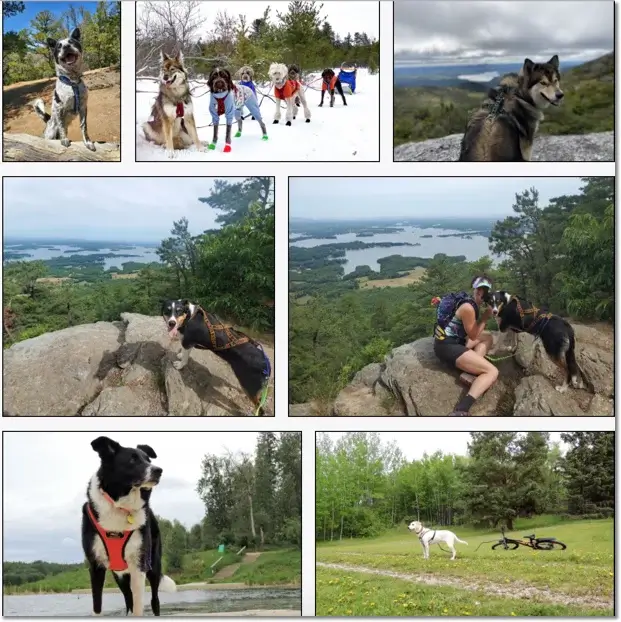 How to Celebrate Dog Day Online: Ideas for Giveaways and Contests